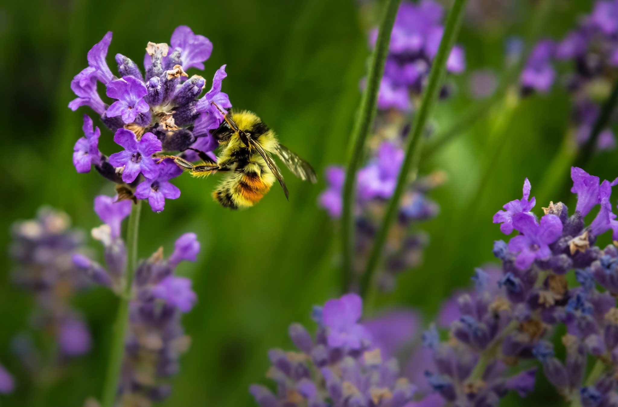 Here is the Beehive: Bee Song for Kids ⋆ kindyRock